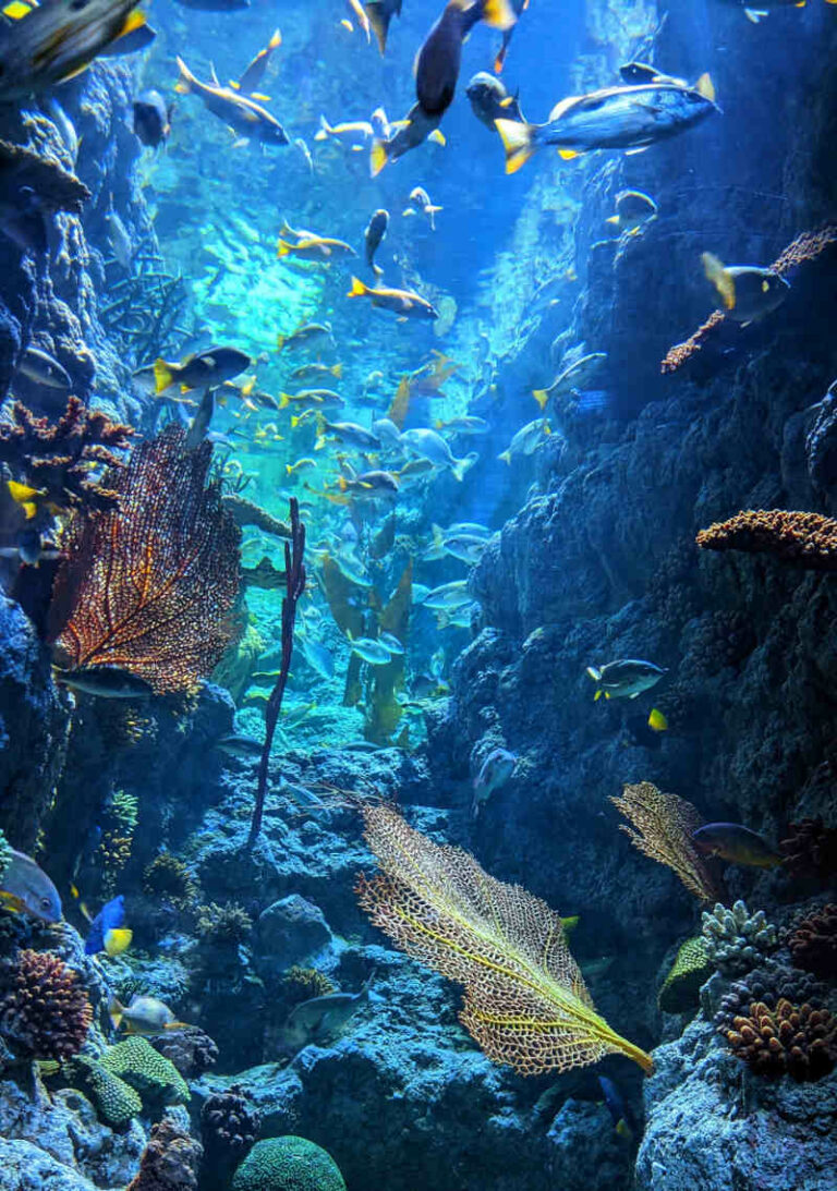 The 9 Different Ecosystem Types And Their Importance Explained