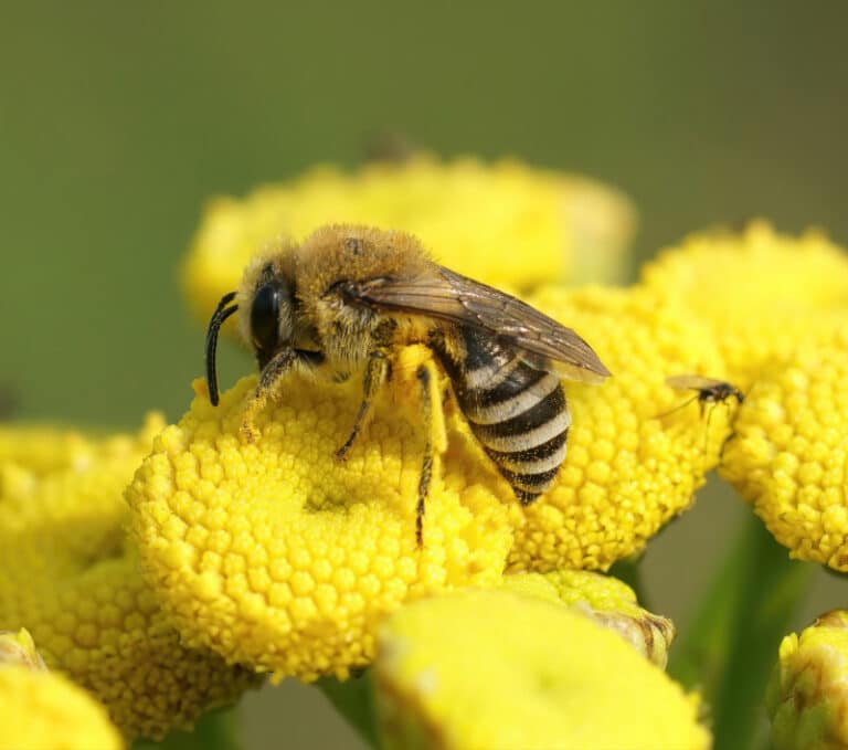 25 Most Common Types of Bees to Identify In Your Garden