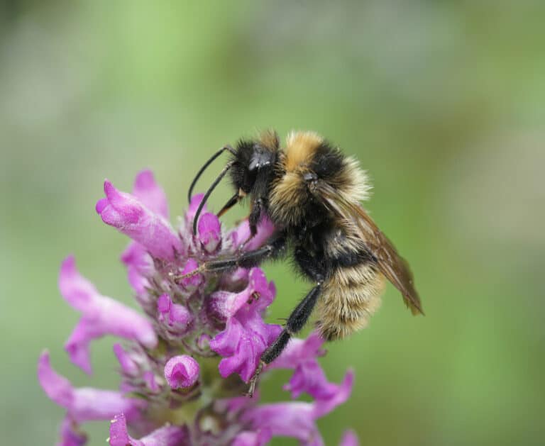 25 Most Common Types of Bees to Identify In Your Garden
