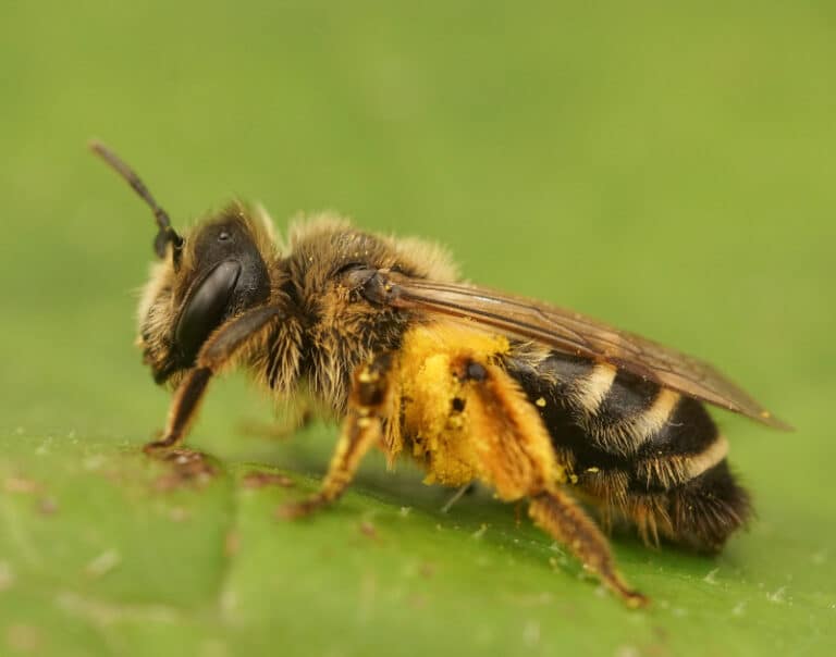 25 Most Common Types of Bees to Identify In Your Garden